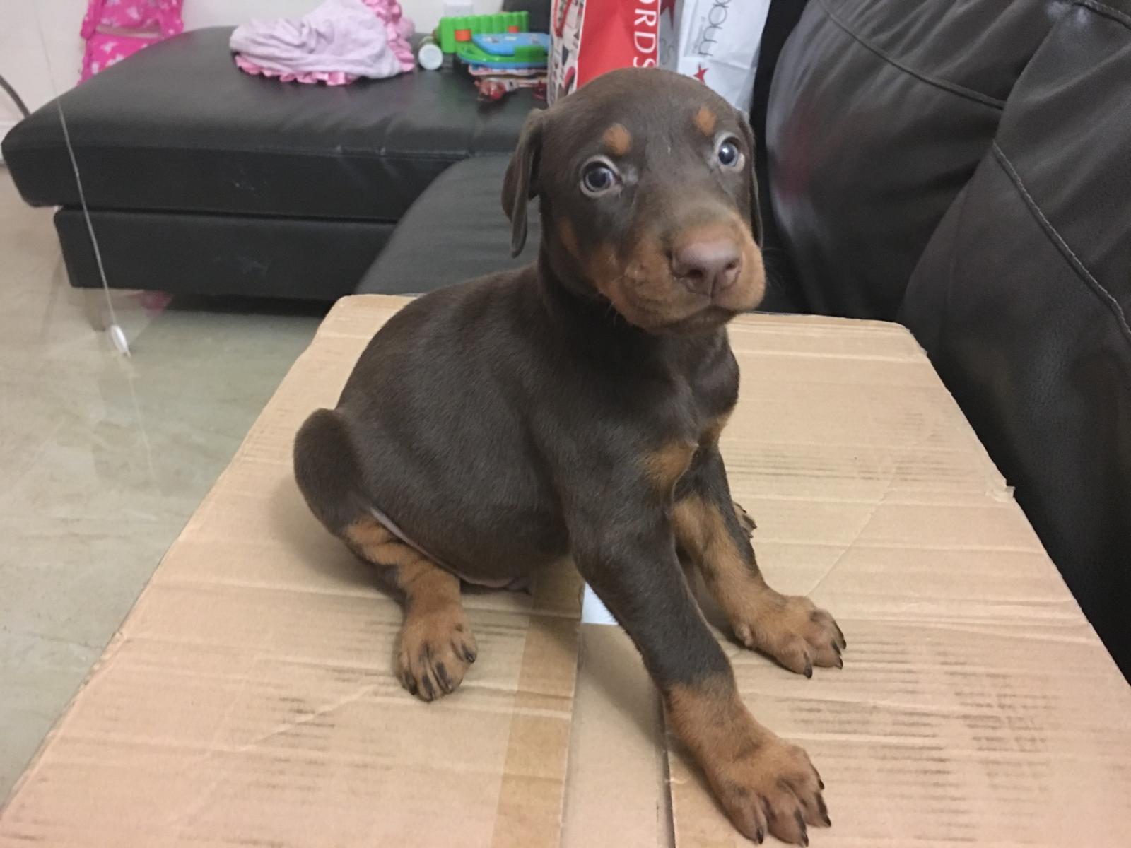 Encore Breeds: Red Doberman Puppies for Sale!!!