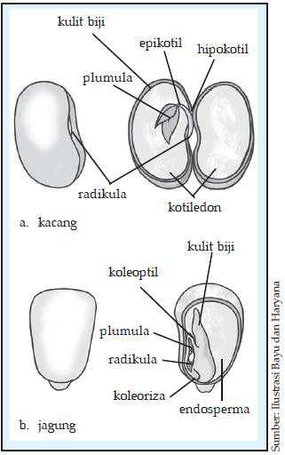 Organ Tumbuhan Bagian 8