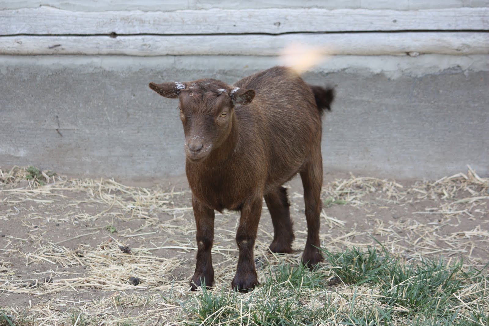 Mosey On Over: FOR SALE!!