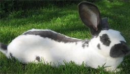 Konijnenhouden.nl - Konijnenrassen | Opvoeding | Verzorging: Konijneras ...