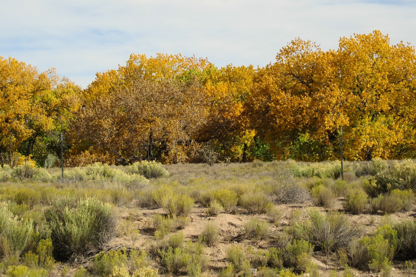 Reluctant Rebel: Taking A New Mexico Fall Foliage Tour