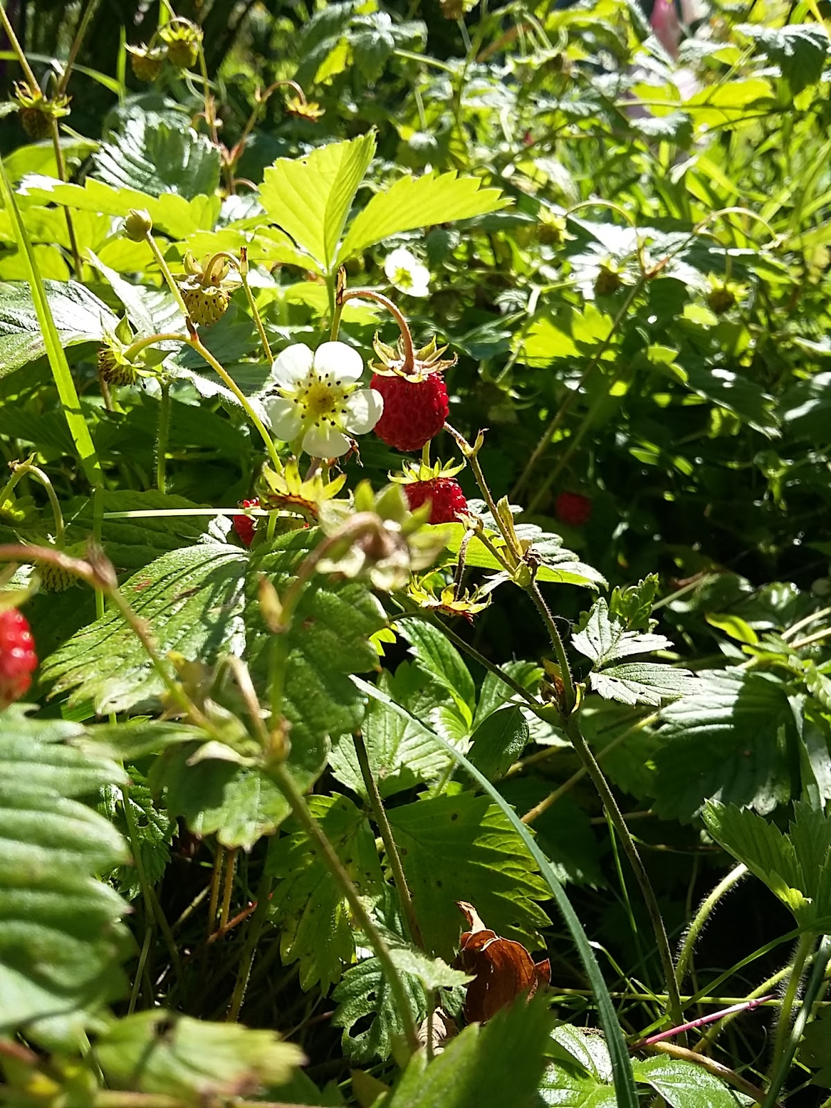 Touhuuja: Virkatut verhokapat ja luonnonkukat osa 5