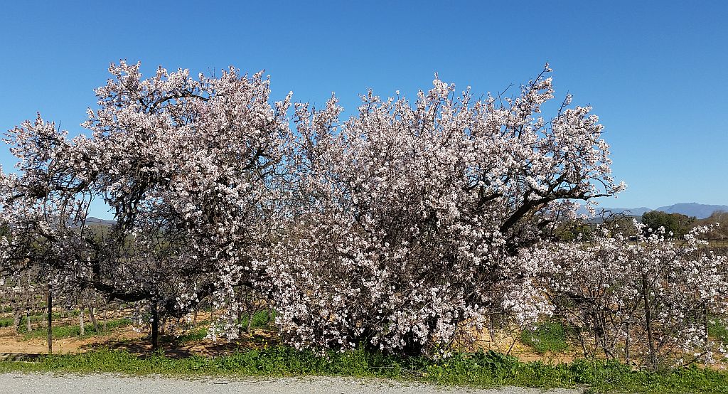 Towerwater Aan De Breede: The Old Almond Tree on Route R317