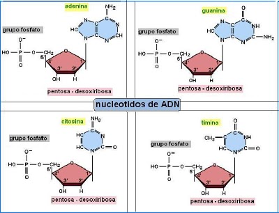 BIOQUÍMICA (2014): PARA IMPRIMIR: ACIDOS NUCLEICOS