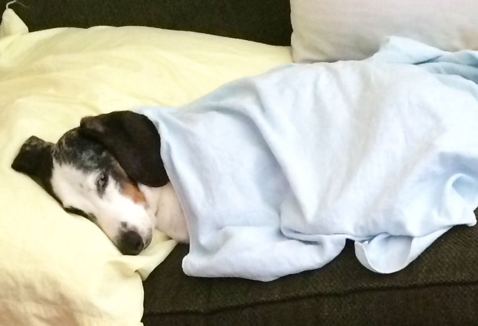 View from the Birdhouse: Dear Abby - Meet Nuggi (A Rescued Pet Spotlight)