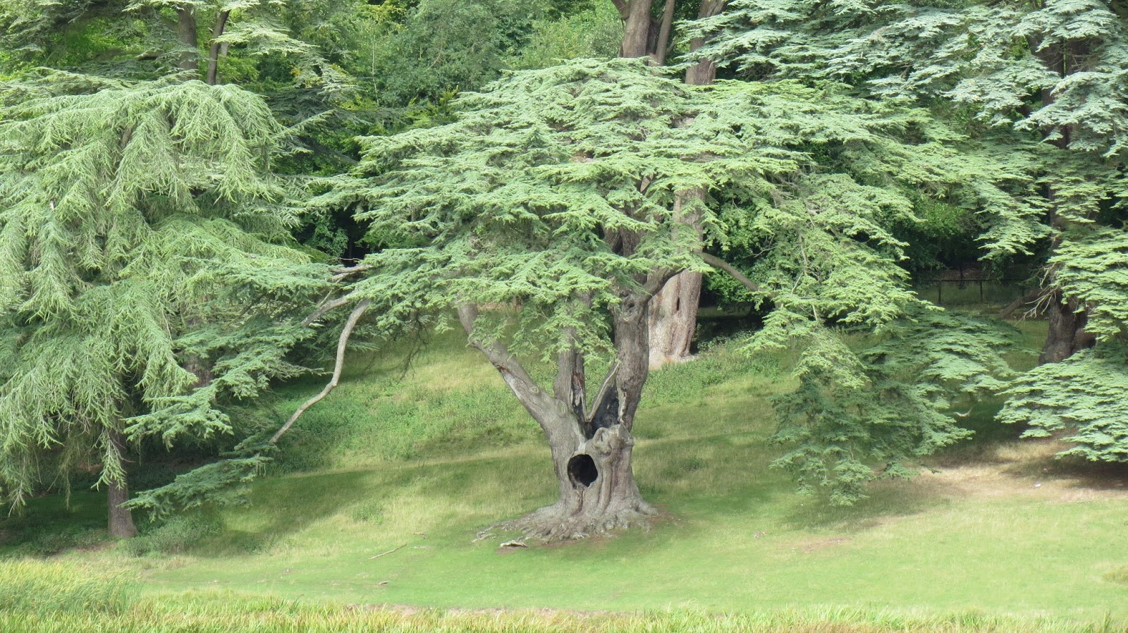 Threads Across the Web: Celebrating Capability Brown