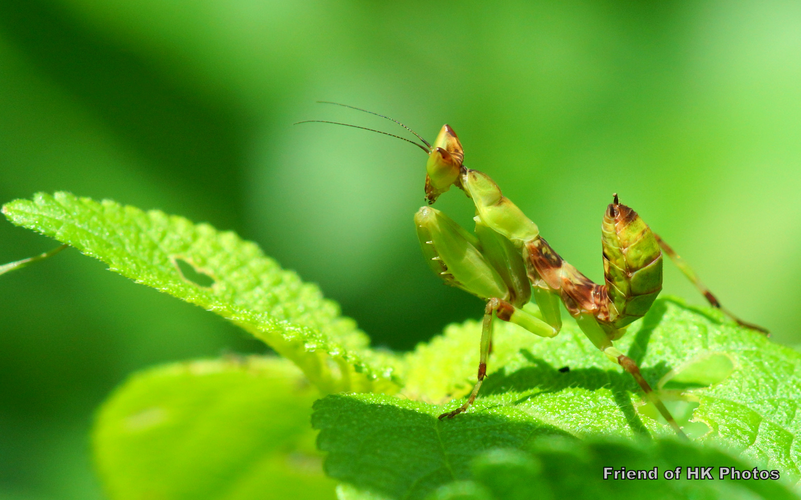 Photographic Wildlife Stories in UK/Hong Kong: Strange Looking Insects
