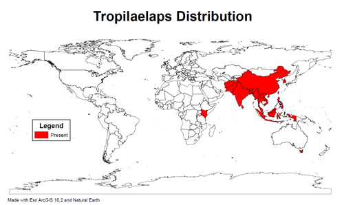 Tropilaelaps mite: Εχθρός μελισσών που αν έρθει είναι να αλλάξουμε ...