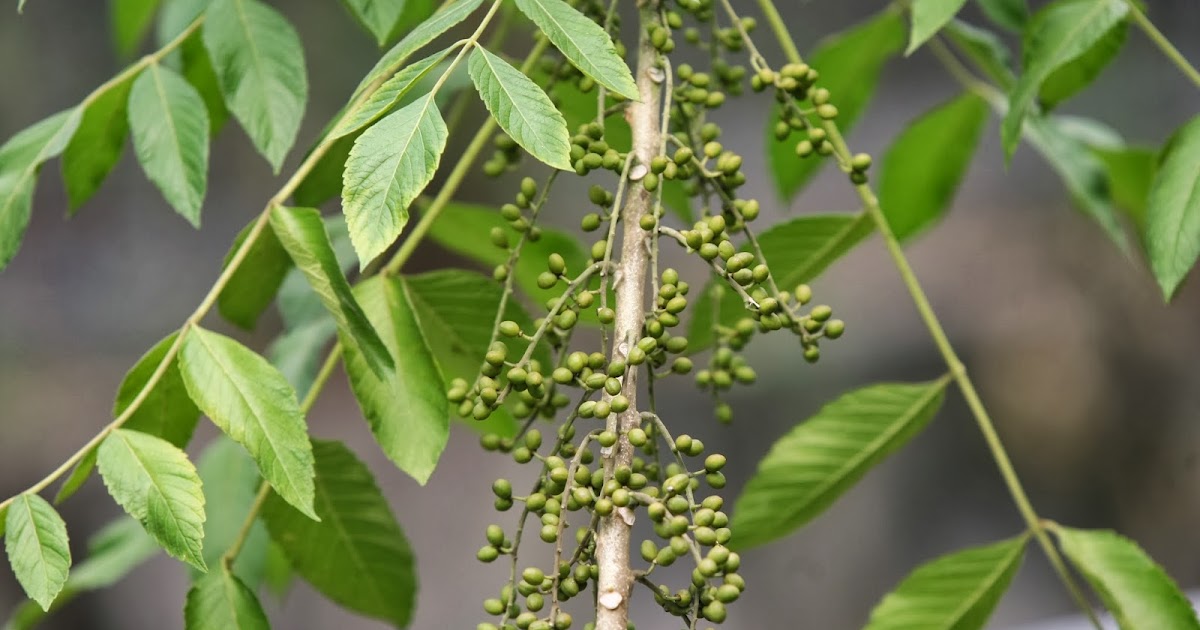 HERB4U. Malaysian Traditional Herbs 4U.: Melada Pahit, Brucea javanica