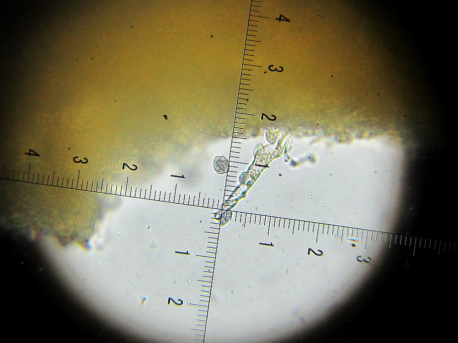 Fungiworld: Melanoleuca verrucipes - Warty Cavalier