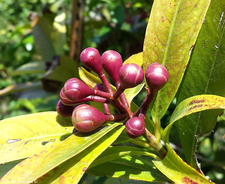 Sangrando en verde: La Pomarrosa huele y sabe como las rosas