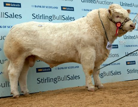 Spend Like A King: World’s Most Expensive Bulls - Fabio and Vexour Garth