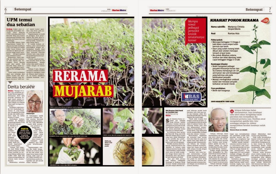 Daun Rama-Rama Merawat Kanser: Daun Rama-Rama Merawat Kanser , AIDS dan ...