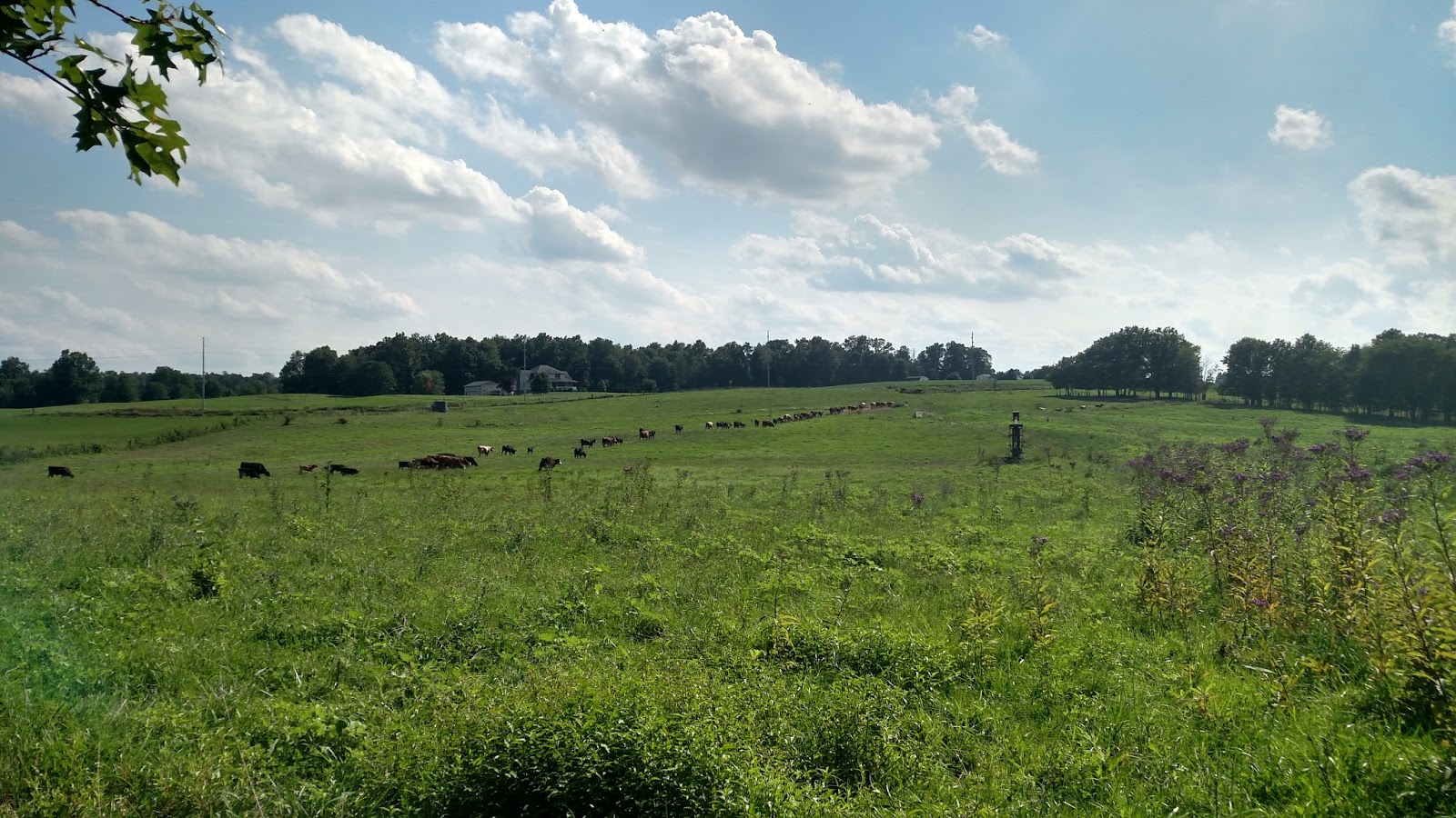 Daily Farm Photos: 2017