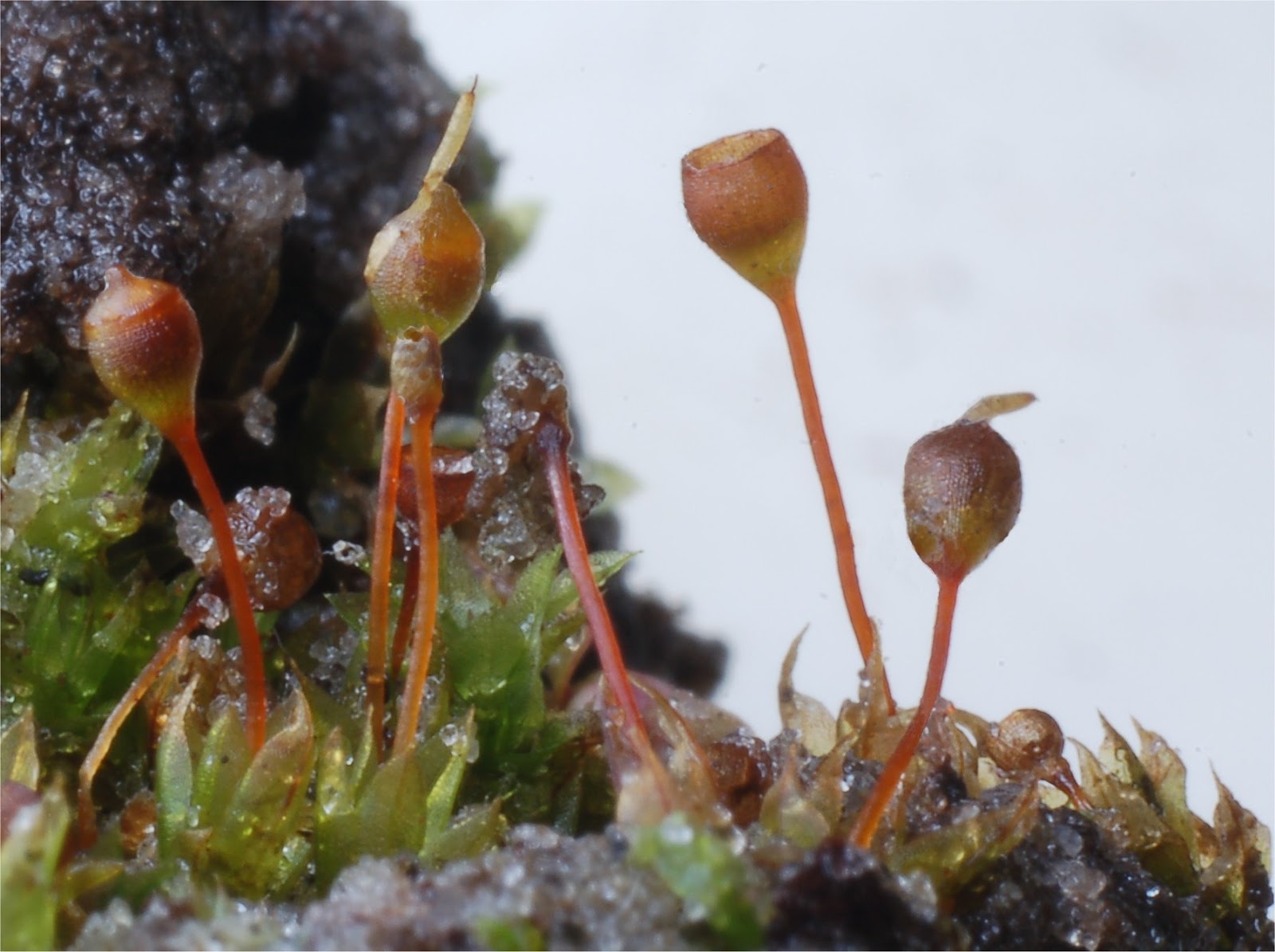 Botany Professor: Mosses of Central Florida 15. Physcomitrium pyriforme