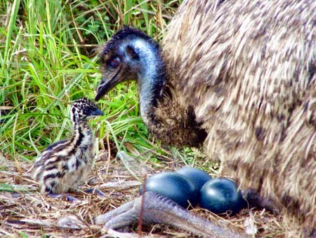 Emu Farming Made Easy: Hatching Emu Eggs