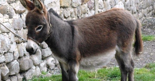 Sufficient Grace for Suffering Saints: Devotional: The Colt