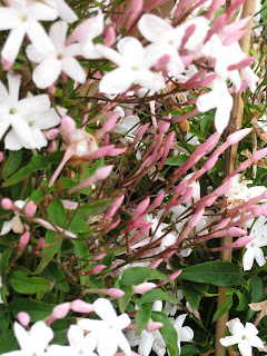 Spring has sprung: pink in bloom! - Sloat Garden Center