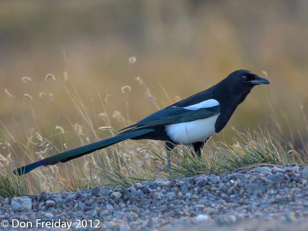 The Freiday Bird Blog: October 2012