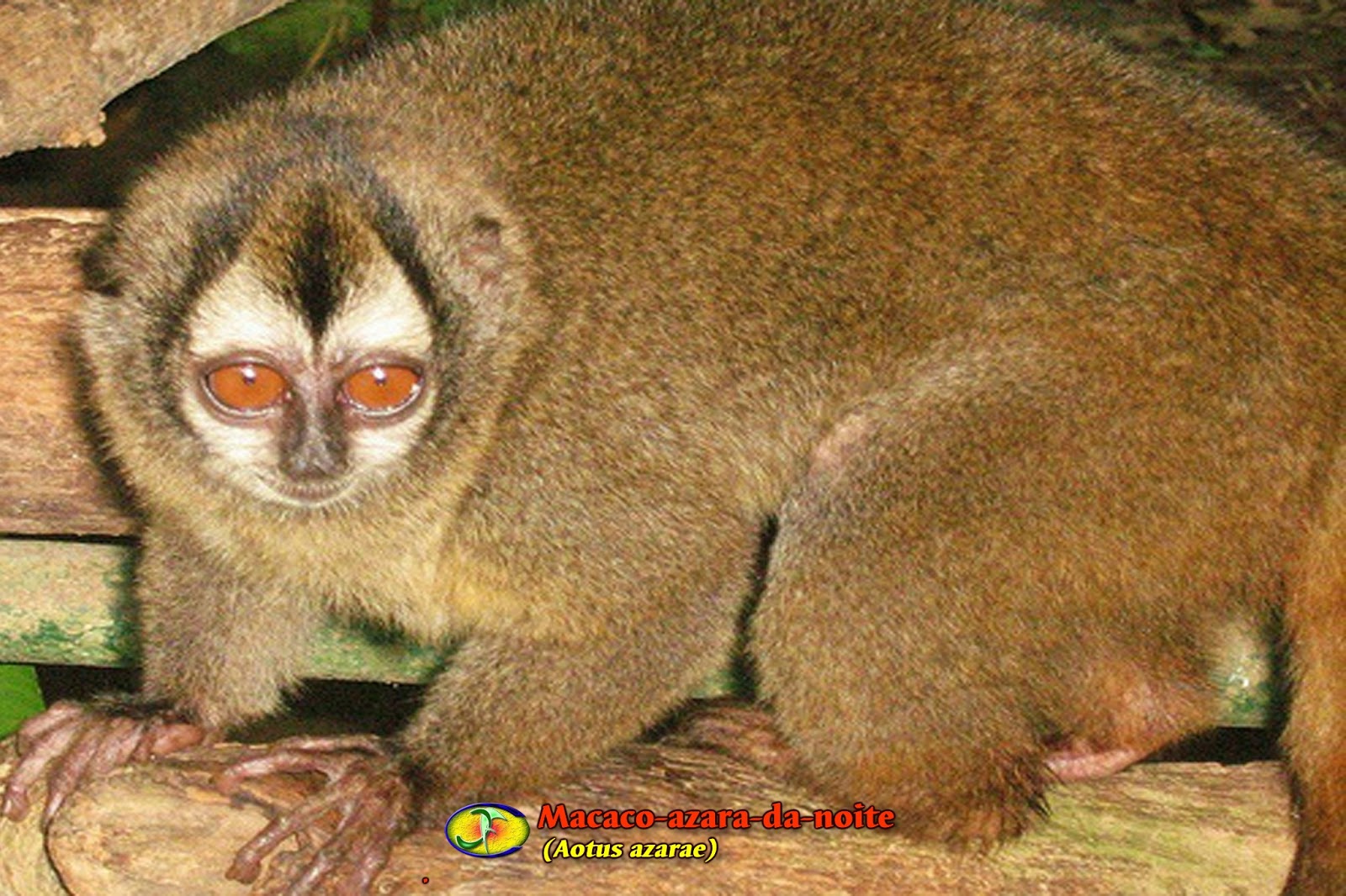 Mamíferos: Macaco-azara-da-noite (Aotus azarae)