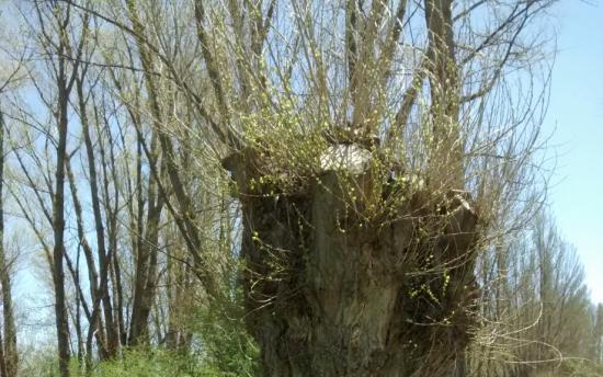 La cultura del chopo cabecero ya es Bien de Interés Cultural Inmaterial ...