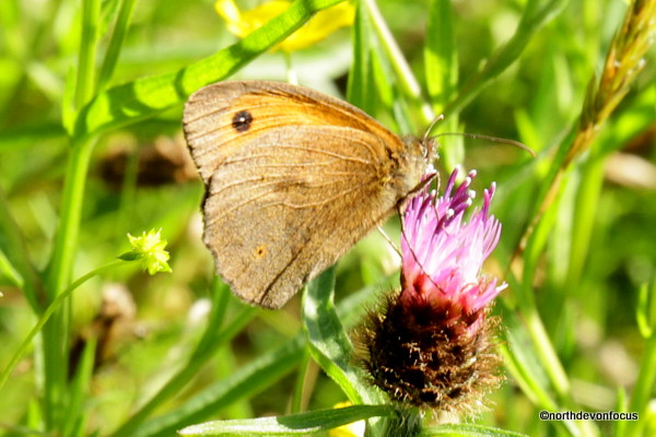 North Devon Coast and Country Chronicle: Counting on Butterflies with ...