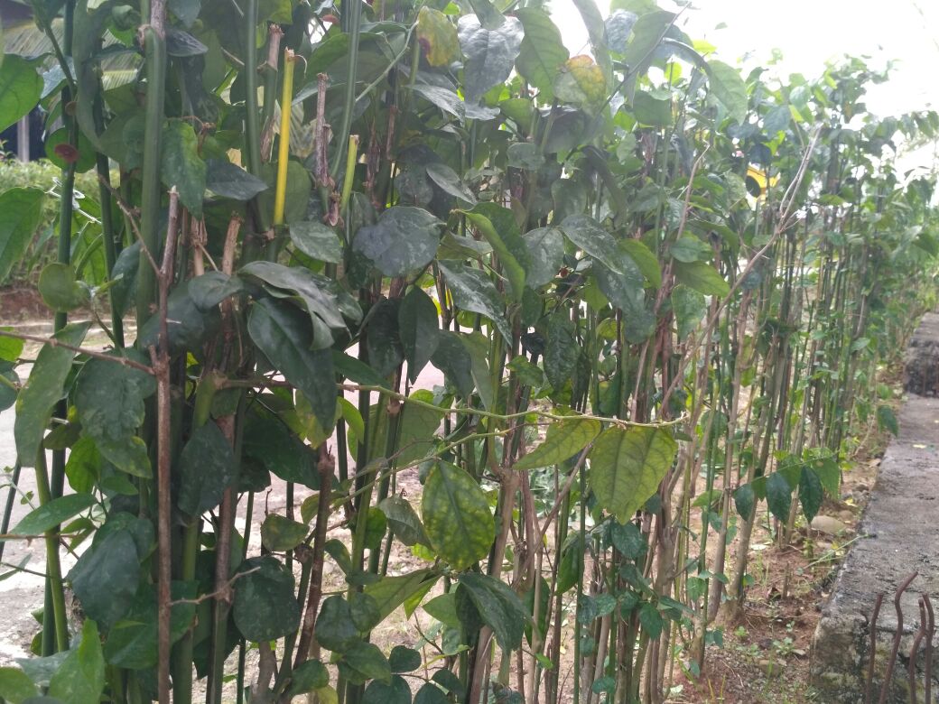 Khasiat Daun Cangkok Manis Melancarkan ASI - seribu1.com