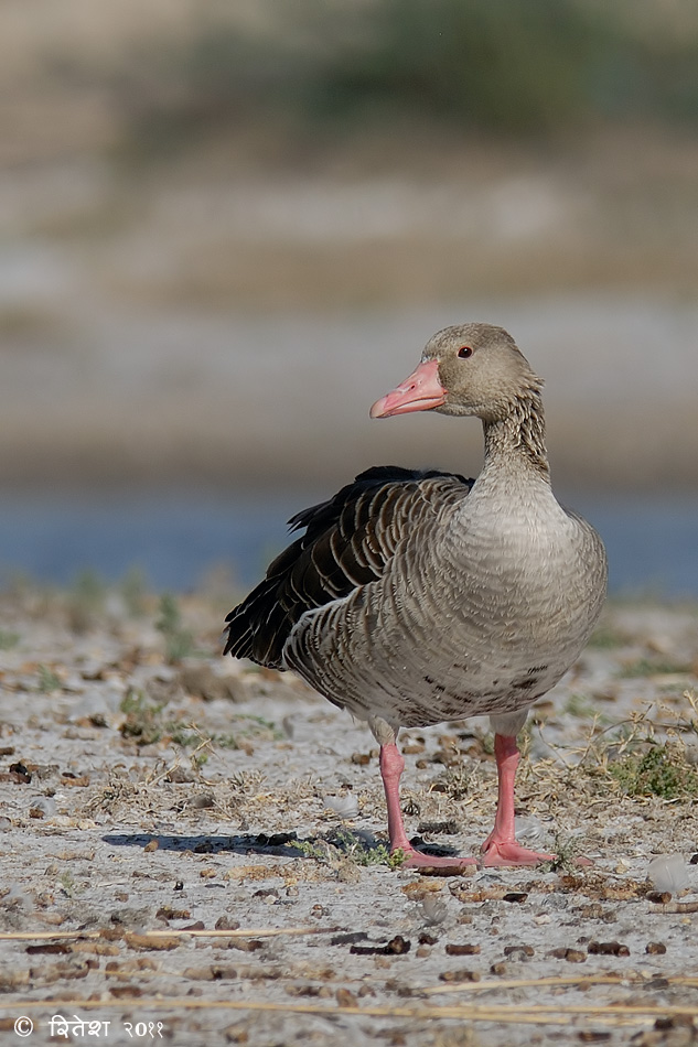 Birding and Photography Blog By Ritesh.: Desert Island - Little Runn of ...