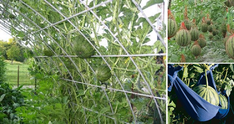 How To Build a Squash Arch ~ Goods Home Design