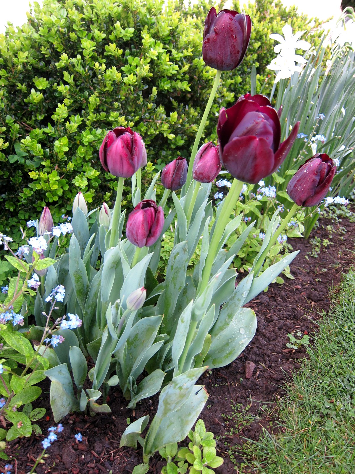 Chronica Domus: That Old Black Magic