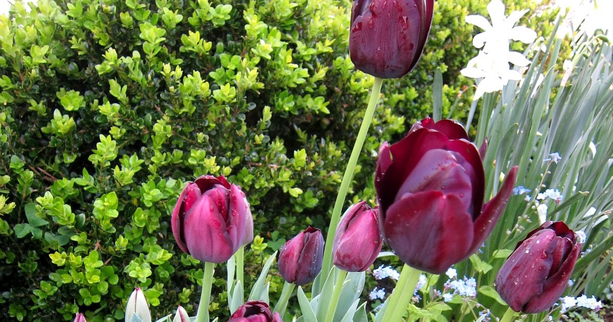 Chronica Domus: That Old Black Magic