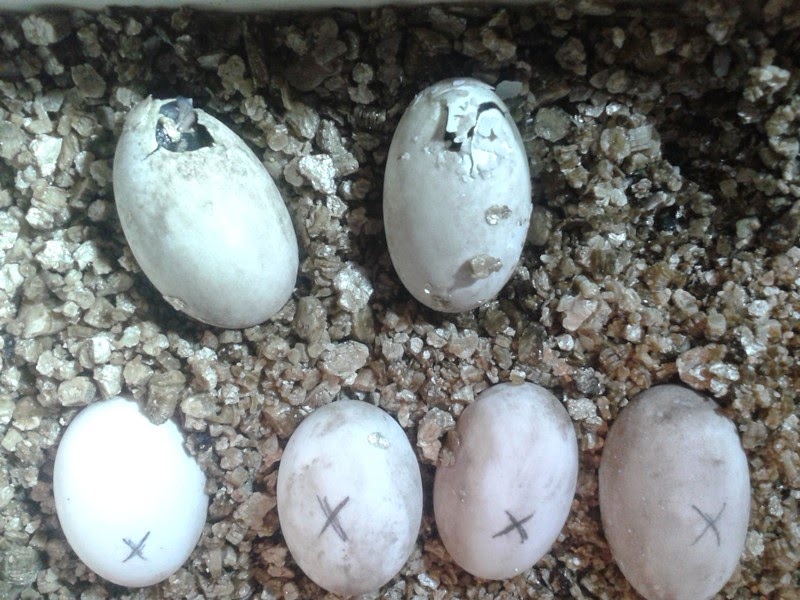 Clemmys guttata: la tortuga moteada: Séptima y última semana de incubación