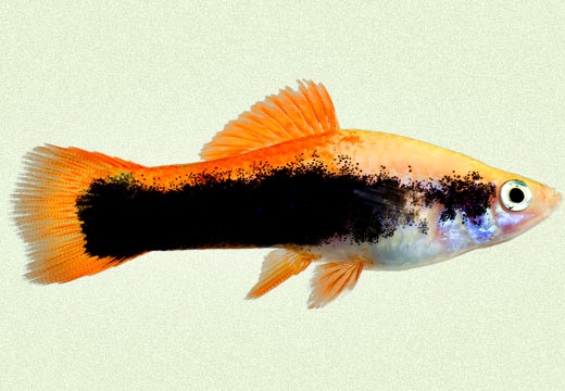 Ikan Pedang (Swordtail) - Akuarium Ikan Hias