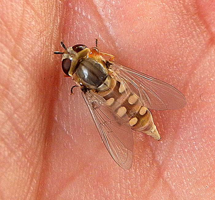 HUESCA Y LA SIERRA DE GUARA: MOSCA DE LA FLOR - SÍRFIDO Syrphidae ...