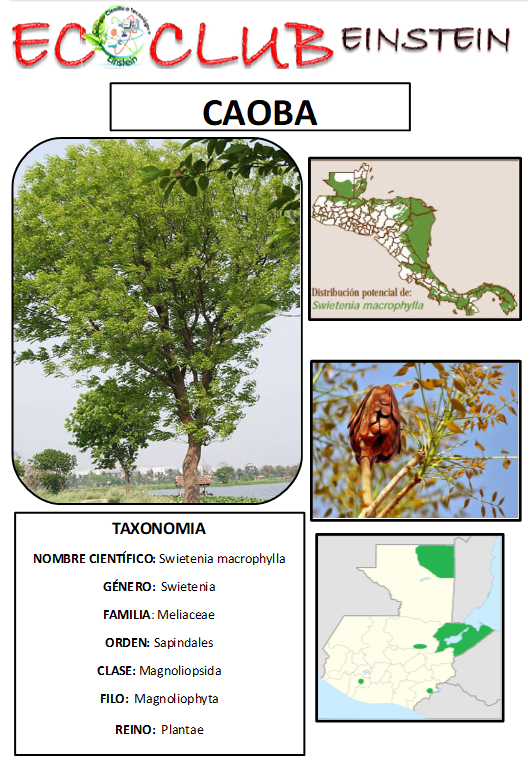 Arboles de la vertiente del pacífico : Caoba (Swietenia macrophylla)
