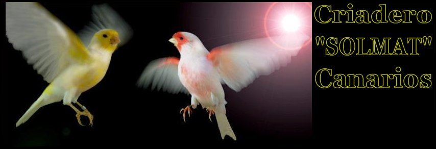 Canarios "Criadero SOLMAT" Canarios : La Pigmentación de los pajaros