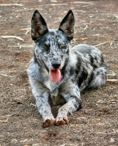 Animals: German Coolie Breed Informations