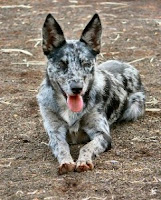 Animals: German Coolie Breed Informations