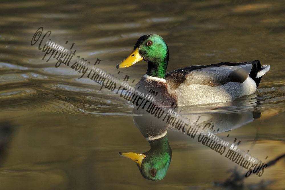 Photo Nature du Gâtinais Montargois: Canard colvert