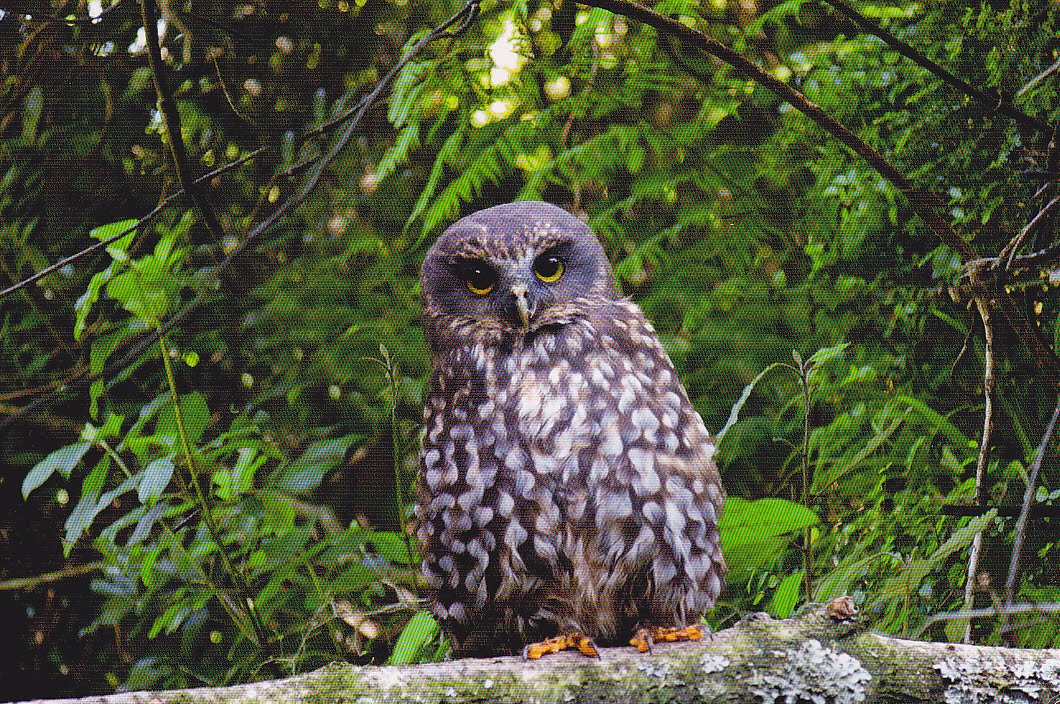 Postcard A La Carte: New Zealand - Morepork - Ruru Owl