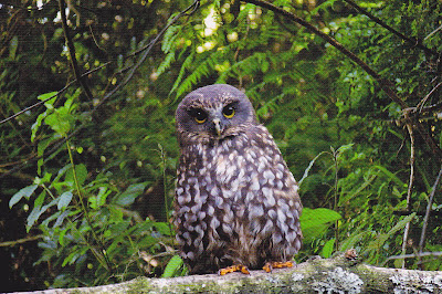 Postcard A La Carte: New Zealand - Morepork - Ruru Owl