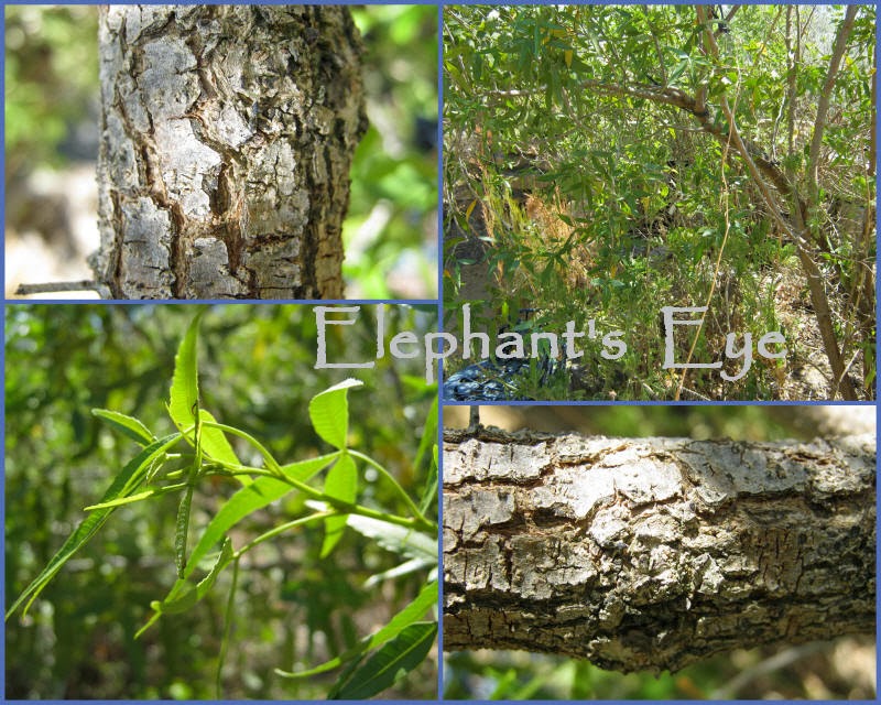 First plant your trees