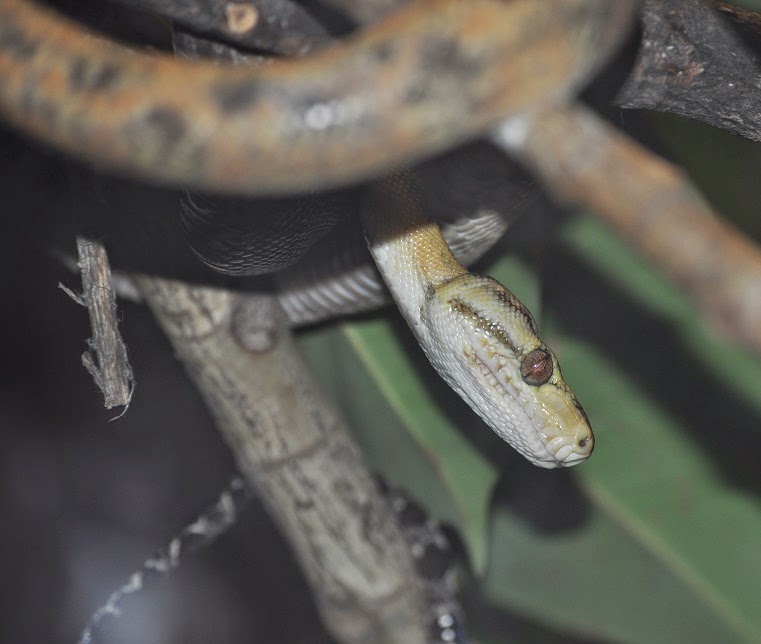 ZOOTOGRAFIANDO (6.100 ANIMALS): BOA ARBORÍCOLA AMAZÓNICA / AMAZON TREE ...