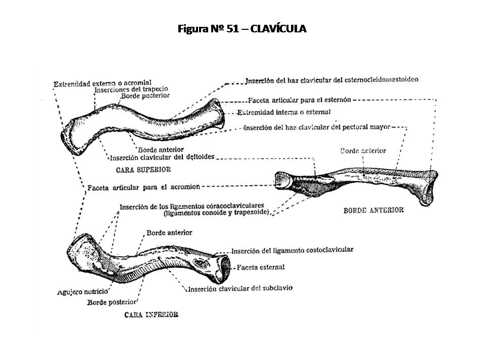 clavicula | Diccionario de biología