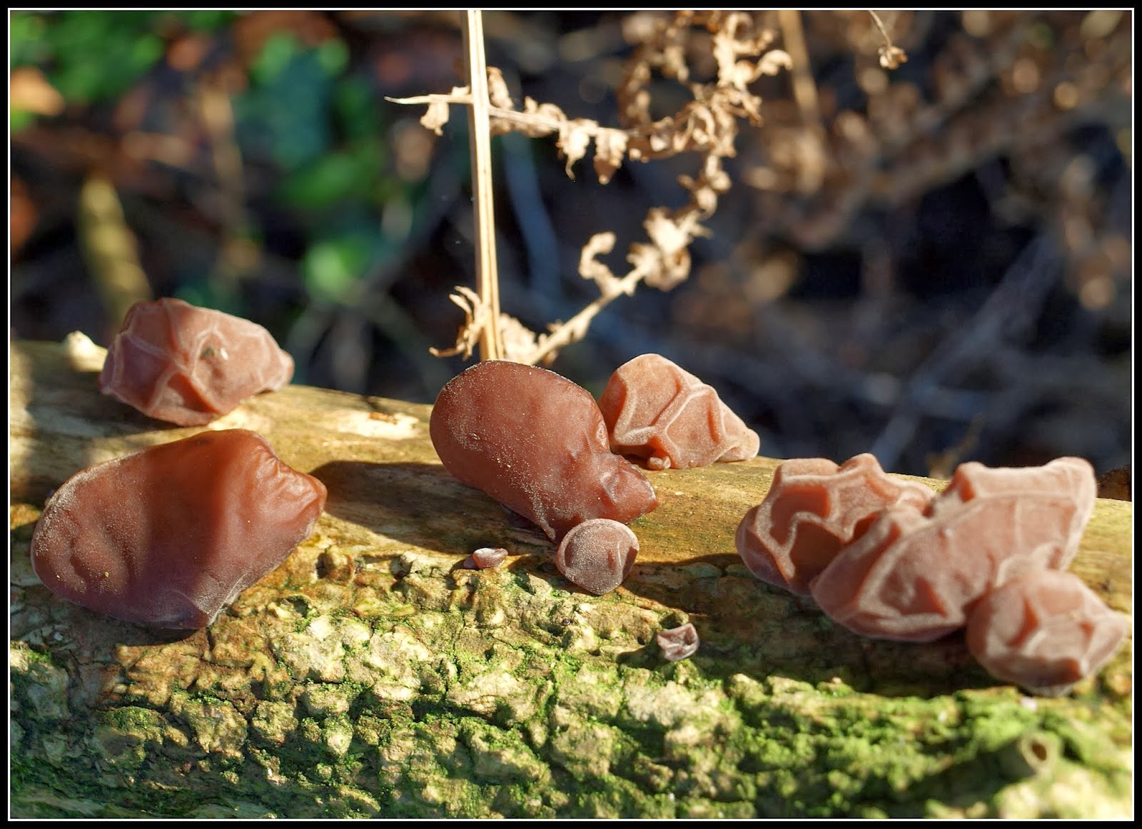 Mark's Veg Plot: Fungi Foraging