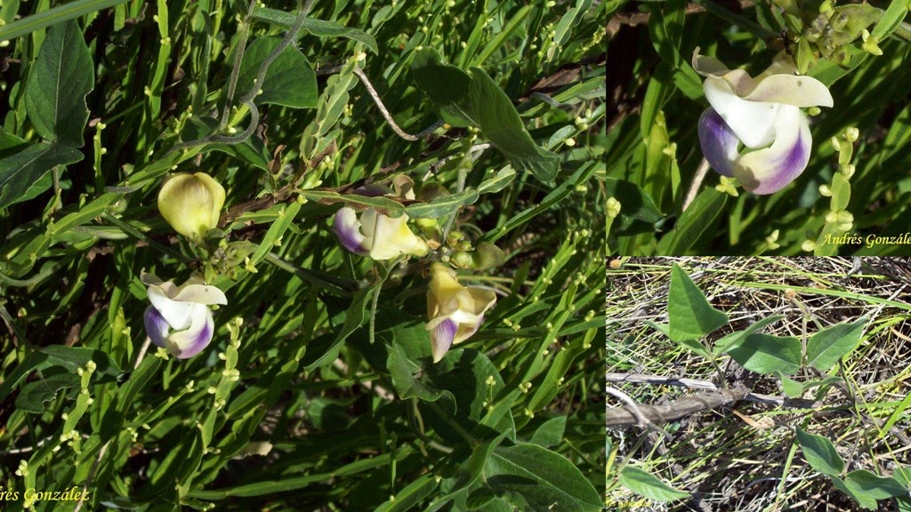 FOTOS DE FLORA NATIVA Y ADVENTICIAS DE URUGUAY : Vigna adenantha ...