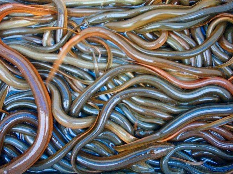 Nama-Nama Ikan Air Tawar Terlengkap dari A - Z - Info seputar Ikan