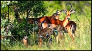 Dinatla Game Breeding: Te Koop: Swart Rooibok Ram