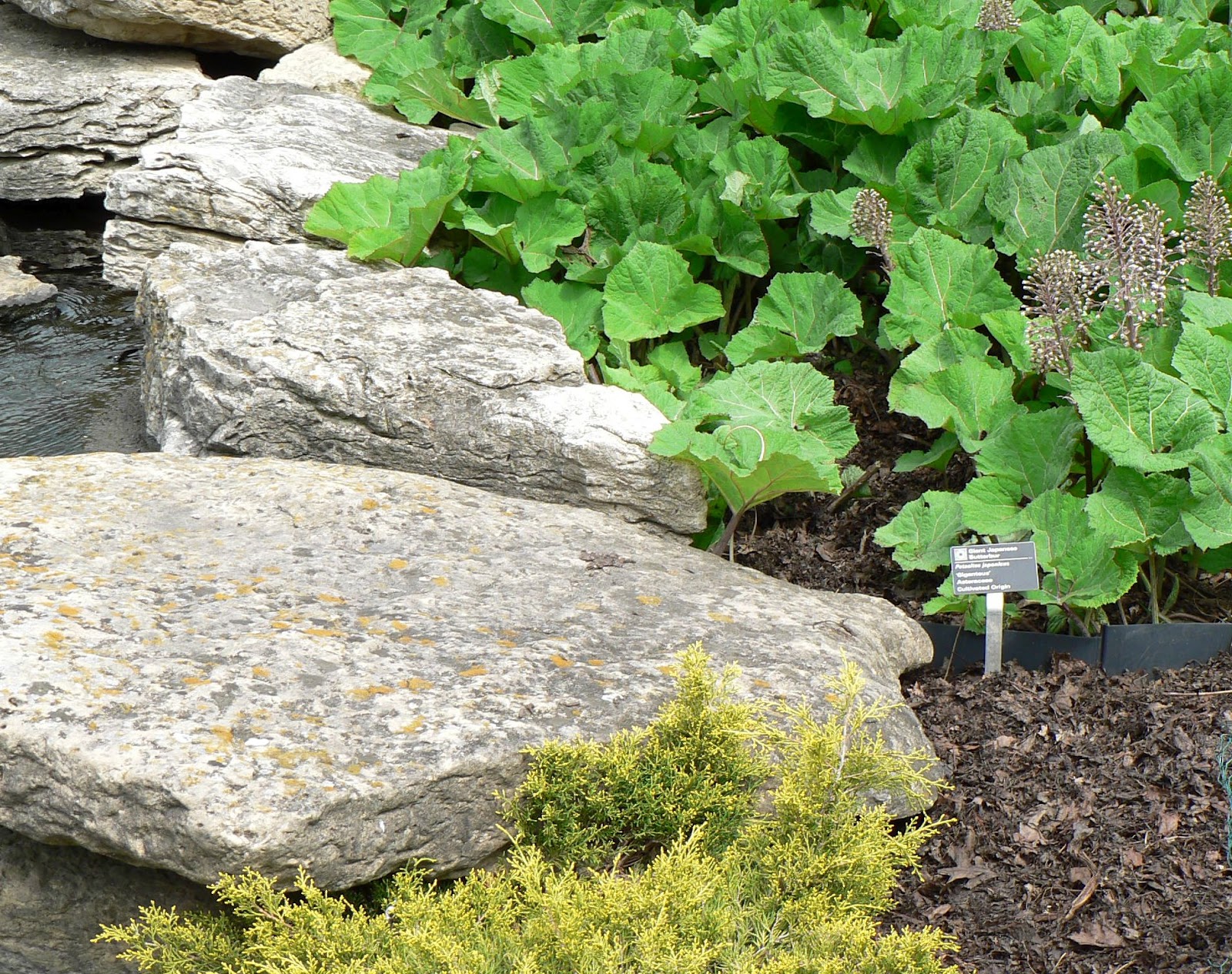 Visit My Garden: Spring Foliage Combos at Olbrich