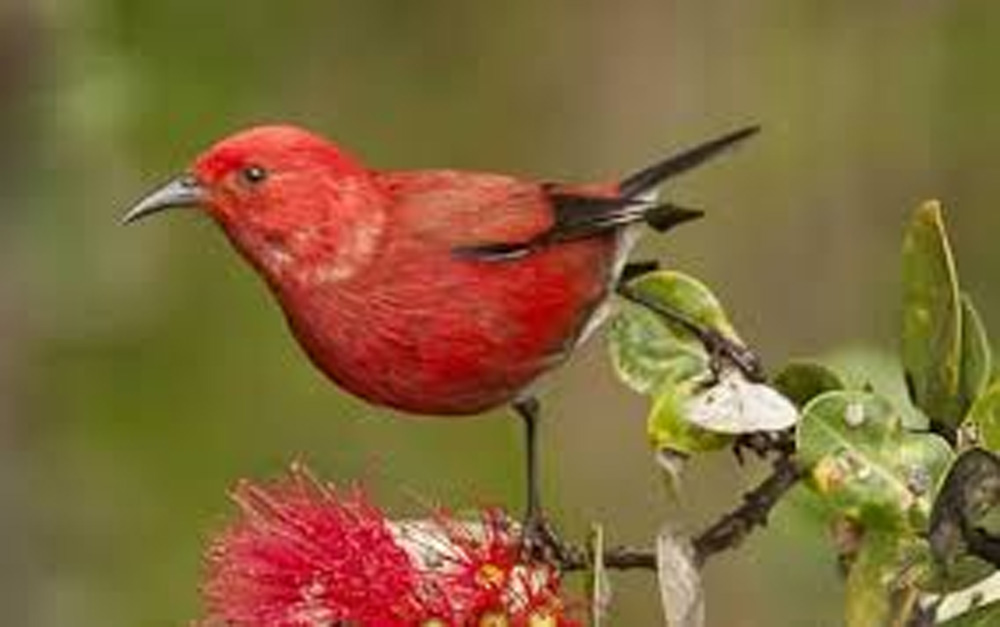 Haysmer Hawaii: 'Apapane -- Good Luck Bird